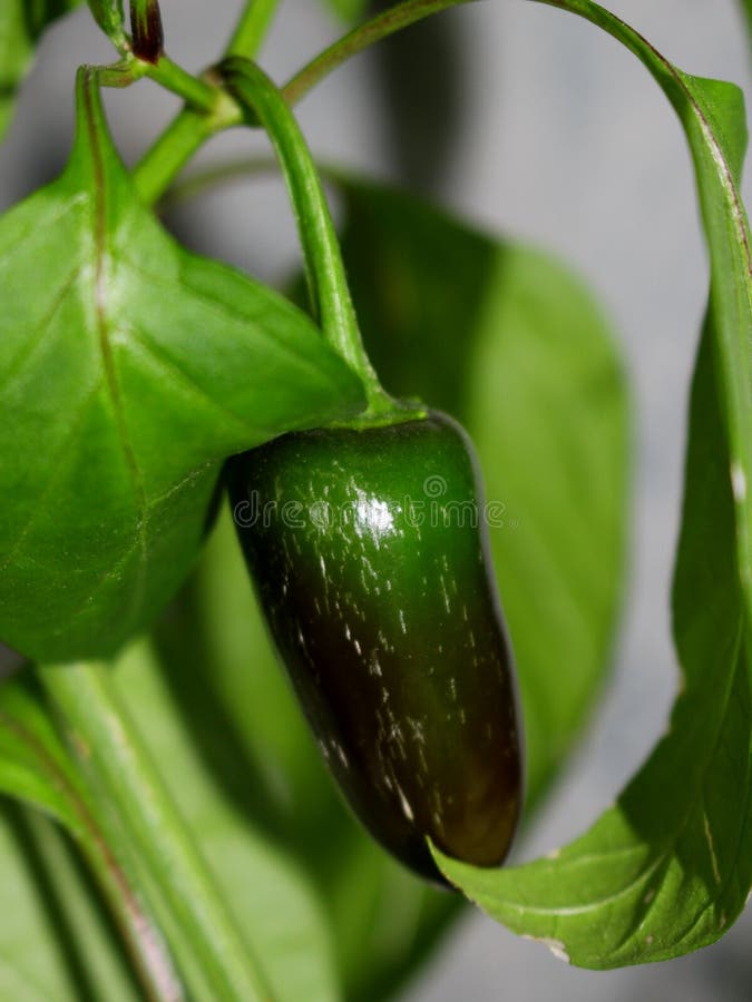 Groene Jalapeno-peper Op Een Tak Stock Foto - Image of mexicaans ...