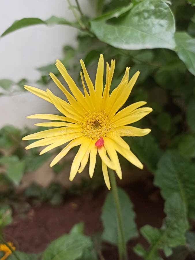 Jalbera Flower in Yellow Color Editorial Stock Image - Image of flower ...