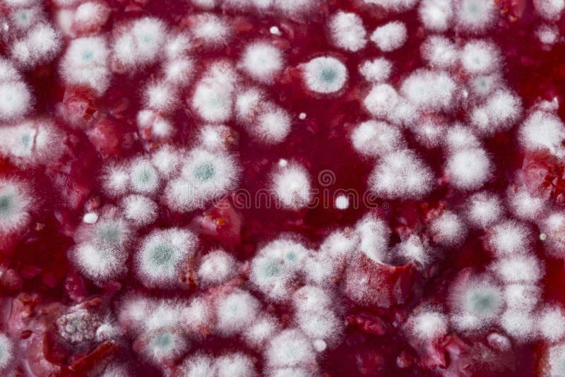 Jam is covered with mold stock image. Image of currant - 67365261