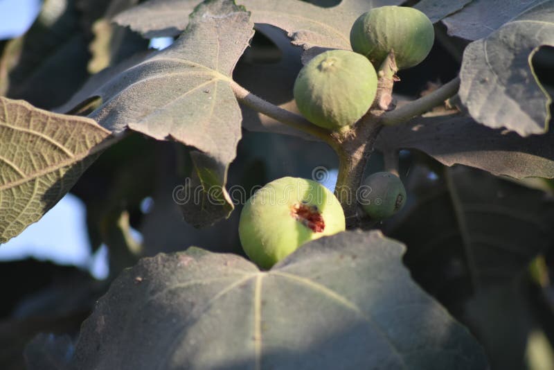 Jam fruits garden stock photo. Image of tree, yellow - 266173552