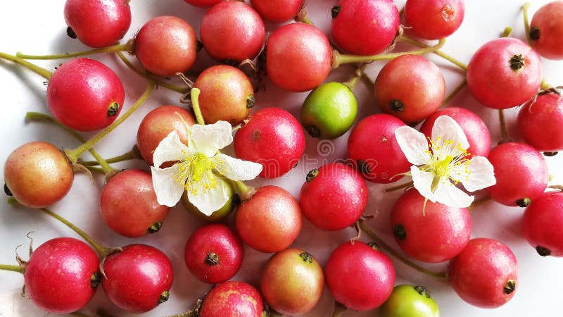 Jam tree berry stock photo. Image of thailand, berry - 43211114