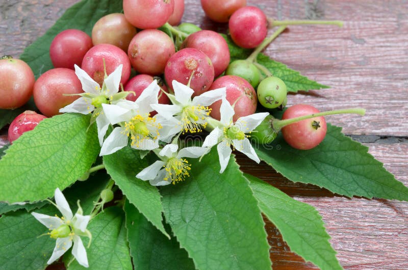 Jam tree stock photo. Image of green, sappy, pair, summer - 18980812