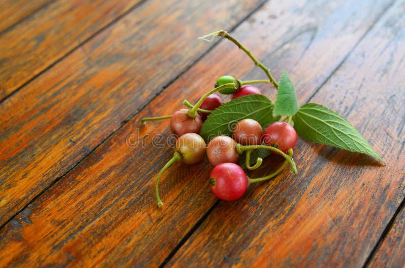 Jam tree stock photo. Image of green, sappy, pair, summer - 18980812