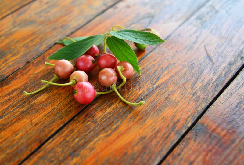 Jam tree stock photo. Image of green, sappy, pair, summer - 18980812
