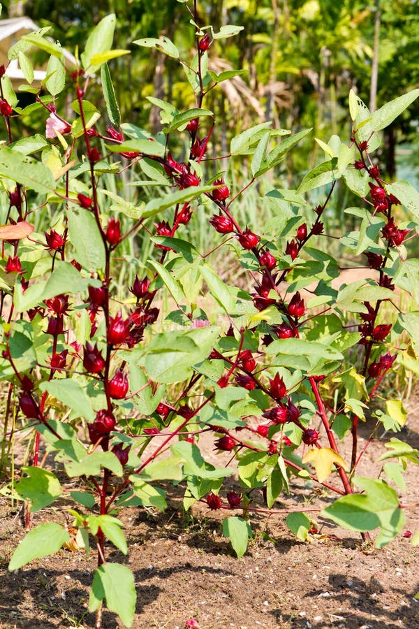 Jamaica kobylak zdjęcie stock. Obraz złożonej z rolniczy - 23603182