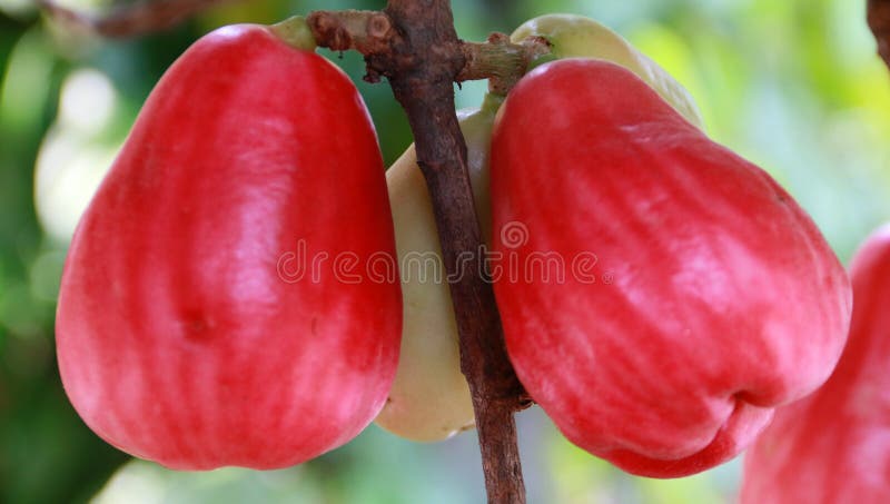 Jamaican apple stock image. Image of fruits, otaheite - 103239493