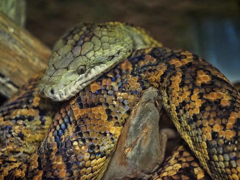 Jamaican Boa / Epicrates Subflavus Stock Photo - Image of jamaican ...