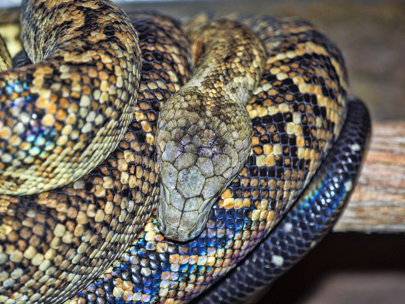 Jamaican Boa / Epicrates Subflavus Stock Photo - Image of jamaican ...