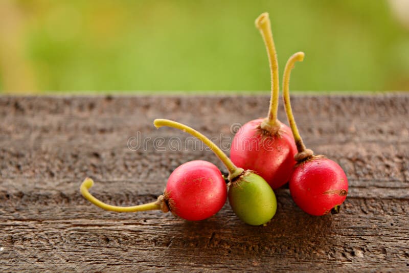 Jamaican cherry stock image. Image of vitamin, nature - 77456701