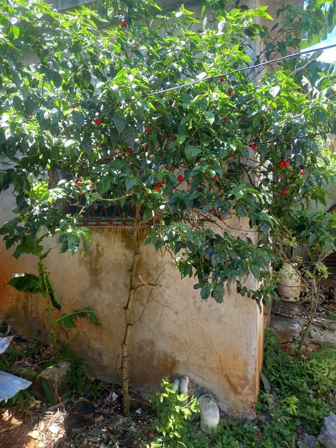 Jamaican Country Pepper Tree Stock Photo - Image of deciduous, garden ...