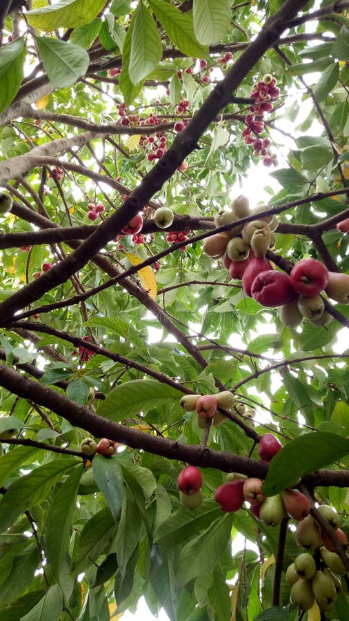 Jamaican Guava stock photo. Image of sweet, guava, delicious - 266680812