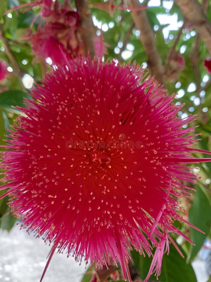 Jamaican Guava Flowers that Bloom First before Becoming Fruit Stock ...