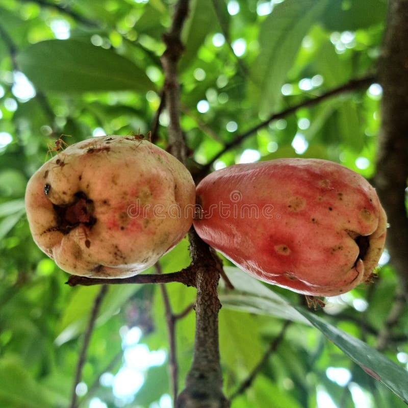 Jamaican Guava Ripe and Slightly Rotten on the Tree Stock Image - Image ...