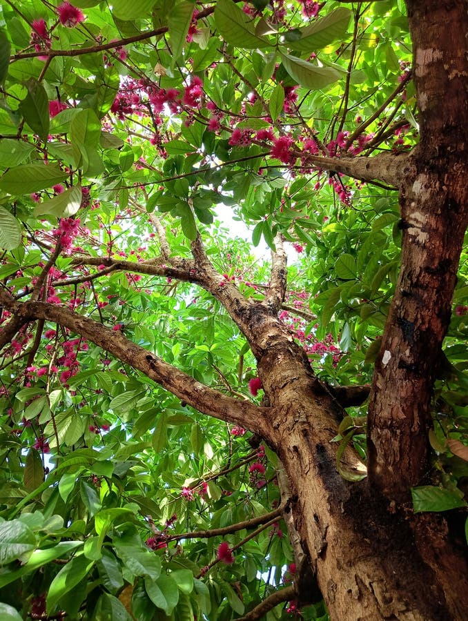 Jamaican Guava Tree in Bloom Stock Image - Image of guava, bloom: 315846773