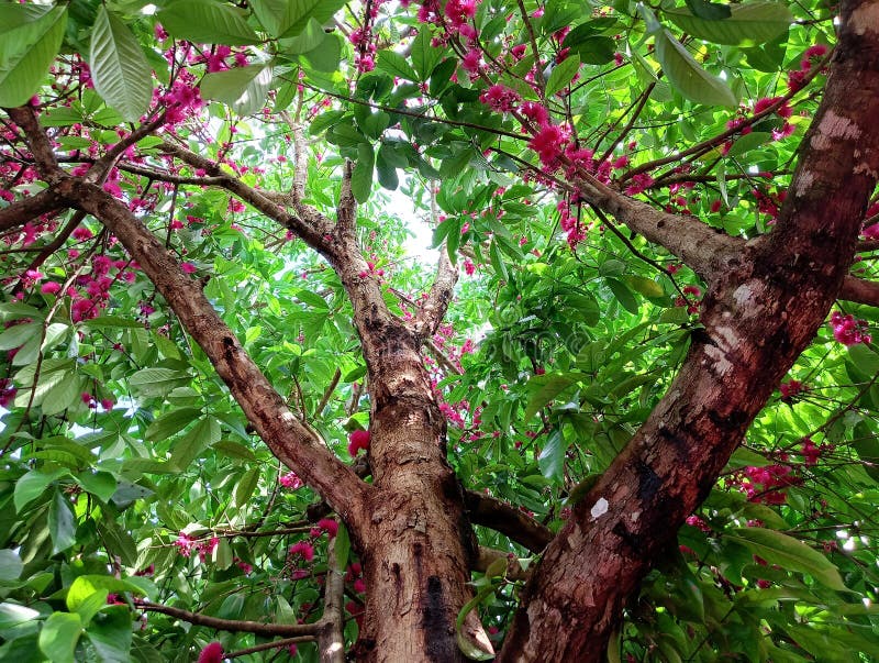Jamaican Guava Tree in Bloom Stock Photo - Image of tree, fruits: 315846782