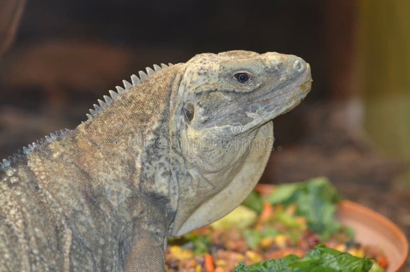 Jamaican lizard stock photo. Image of caribbean, creature - 17955044