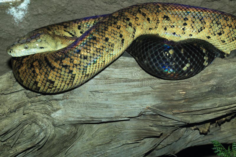 Jamaikansk Boa/Epicrates Subflavus Arkivfoto - Bild av reptil, ormar ...