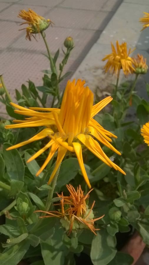 Jamanthi flower stock image. Image of jamanthi, flower - 119468743