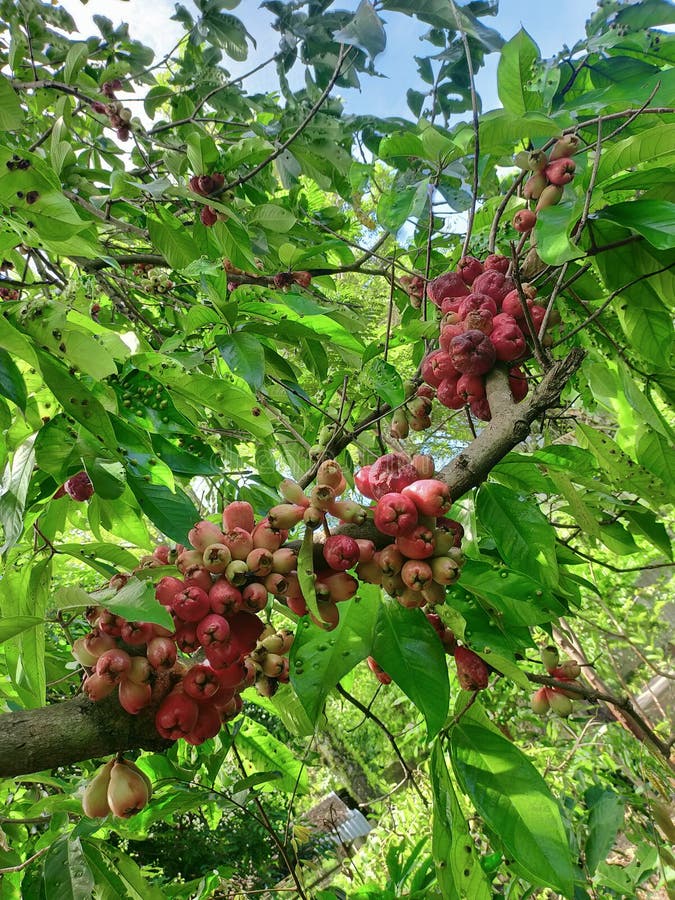 Jambak bol asam manis stock image. Image of manis, asam - 259703511