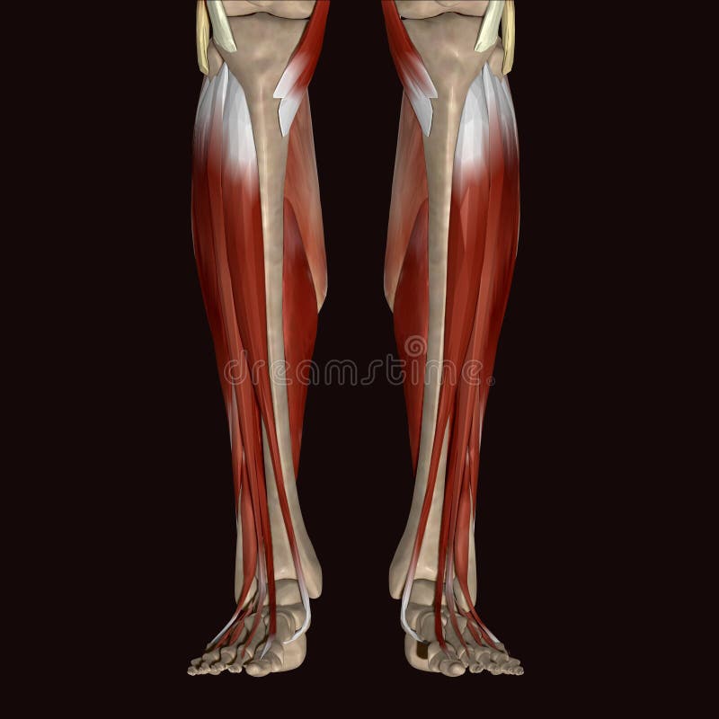 Jambe De Corps Humain De L'illustration 3d Illustration Stock ...