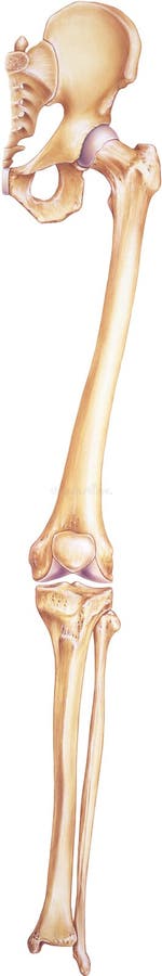 Jambe Et Hanche - Os Et Articulations Illustration Stock - Illustration ...