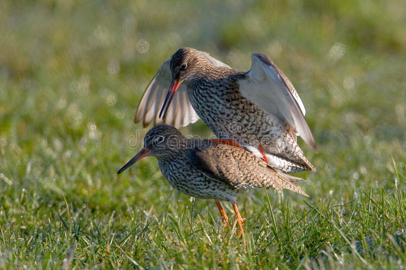 Jambe Rouge De Accouplement Image stock - Image du nature, humide: 8651041