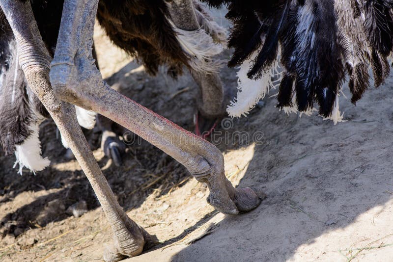 Jambes d'autruche photo stock. Image du solide, opération - 11347870