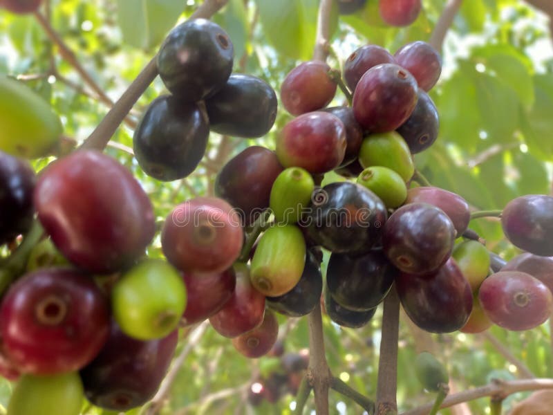 JAMBOLAN PLUM, Jamun Fruit, Syzygium Cumini, Black Plum, Java Plum ...