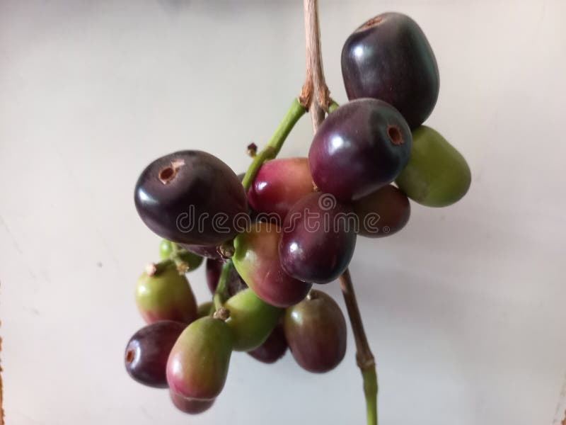 JAMBOLAN PLUM, Jamun Fruit, Syzygium Cumini, Black Plum, Java Plum ...