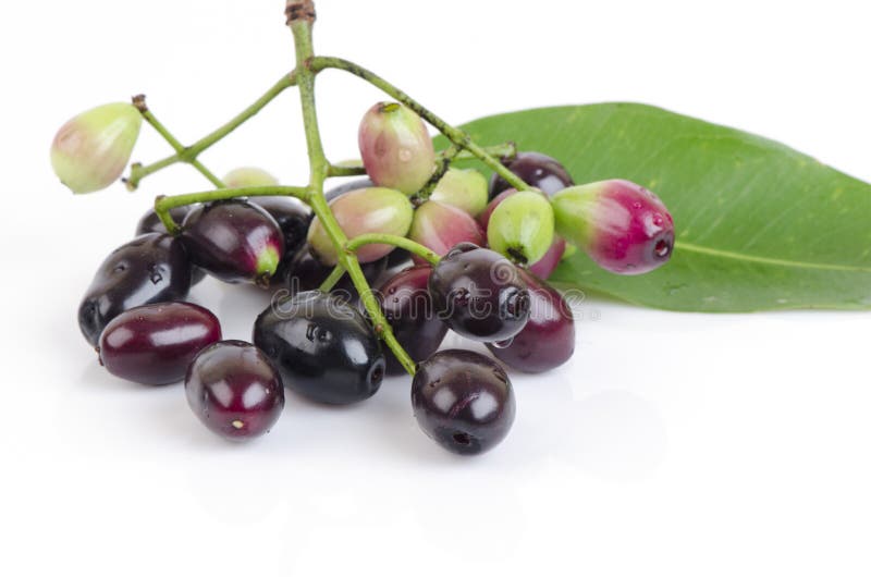 Jambolan Plum, Java Plum (Syzygium Cumini) Stock Image - Image of oils ...