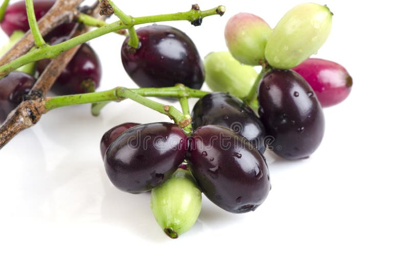 Jambolan Plum, Java Plum (Syzygium Cumini) Stock Image - Image of oils ...