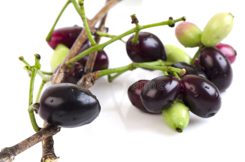 Jambolan Plum, Java Plum (Syzygium Cumini) Stock Image - Image of oils ...