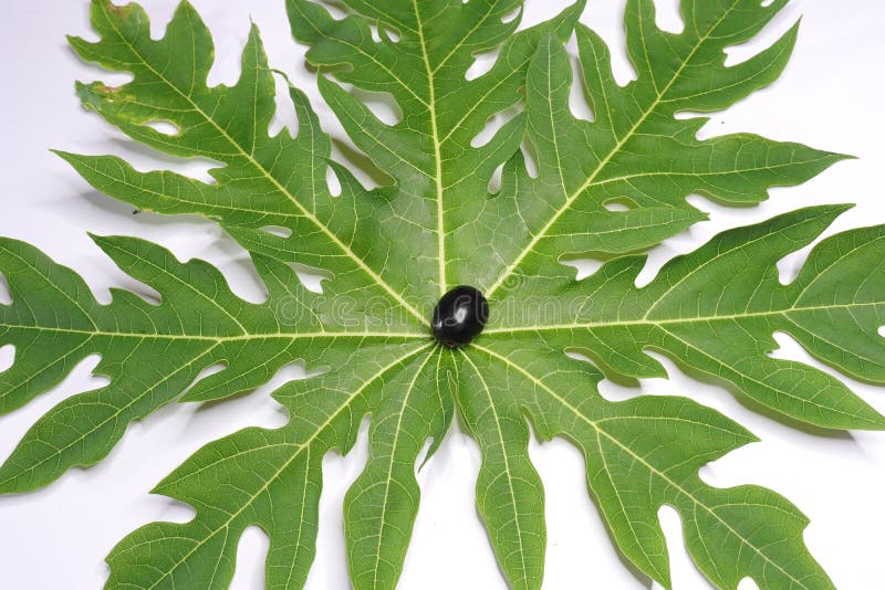 Jambolan Plum or Java Plum Juice on White Background Stock Photo ...