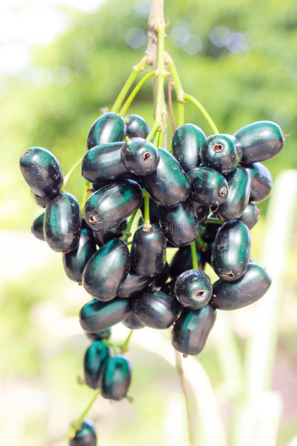 Jambolan plum, Java plum stock photo. Image of cumini - 40765546