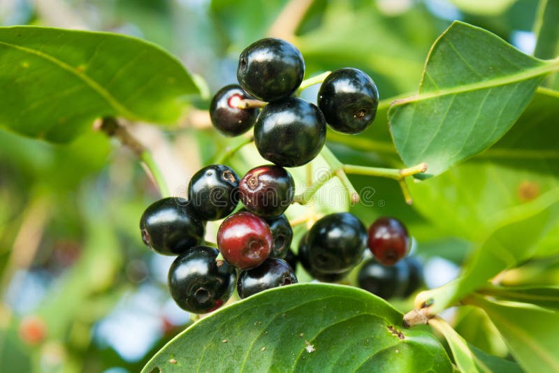 Jambolan plum stock image. Image of syzygium, nature - 42168807