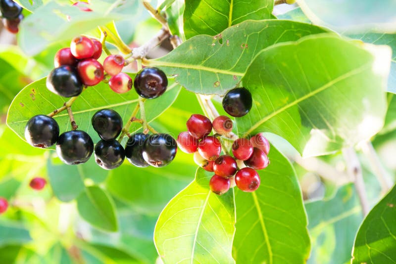 Jambolan plum stock image. Image of fruit, chain, cumini - 42168839