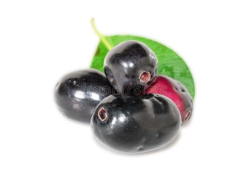 Jambolan Plum or Java Plum (Syzygium Cumini ) Fruit Isolated on White ...