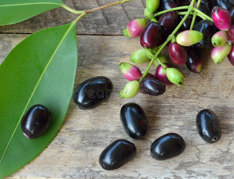 Jambolan Plum on White Background Stock Photo - Image of plum, purple ...