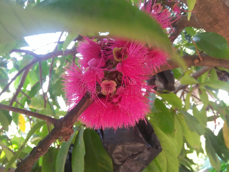 Jamaica Jamboo Flower Fruit Stock Photos - Free & Royalty-Free Stock ...