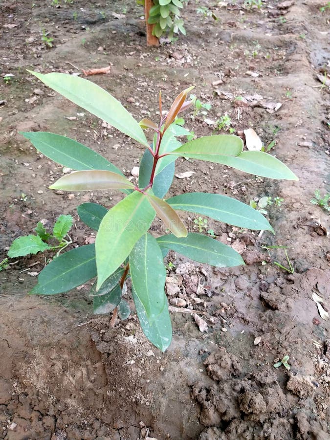 Jamboo Little Green Plant fotografia stock. Immagine di verde - 166567944
