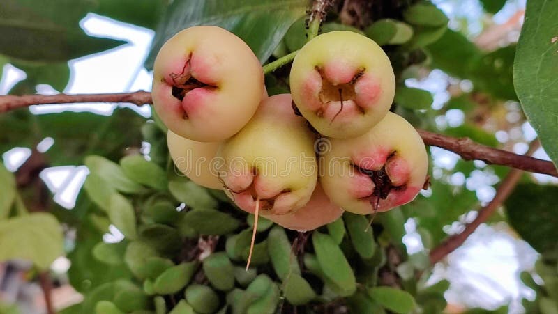 Jambu Air is Called in Indonesia or Water Guava Fruit. Stock Photo ...