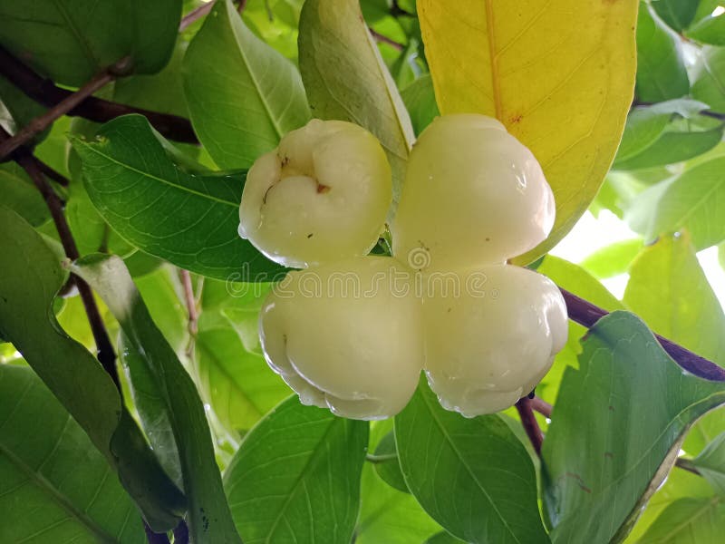 Treen Td Stock Photos - Free & Royalty-Free Stock Photos from Dreamstime