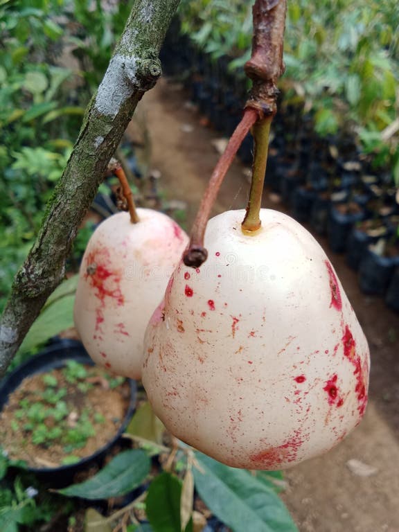 This is Jambu Air Have a Taste so Sweet Stock Image - Image of taste ...