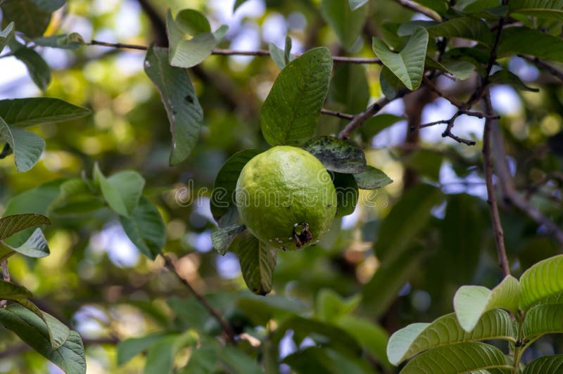 Tropical Rainforest Jambu Tree