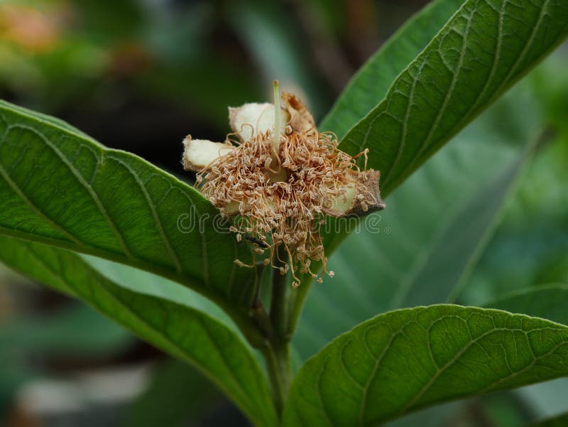 530 Guajava Flower Stock Photos - Free & Royalty-Free Stock Photos from ...