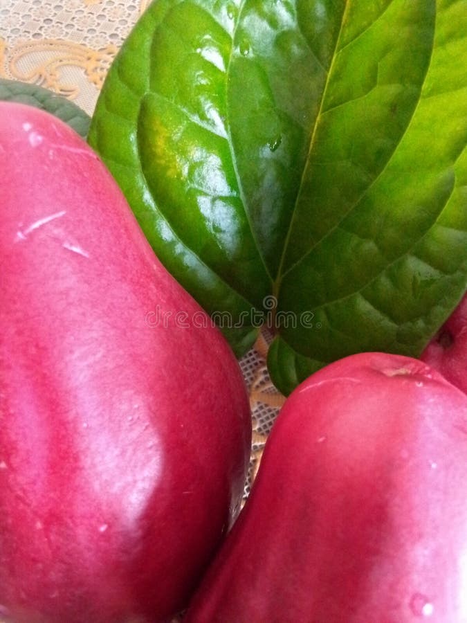 Jambu jamaika stock image. Image of dish, petal, herb - 212416981