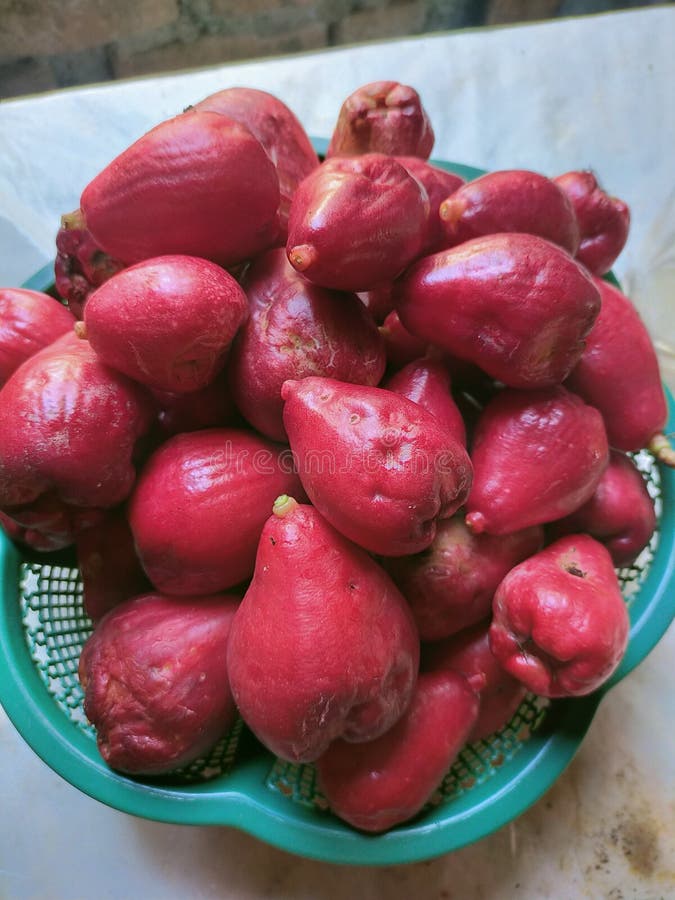 Jambu Jambak Bol Lumin Manis Stock Image - Image of lumin, jambu: 259703507