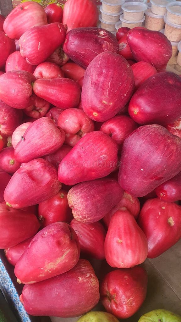 Jambu Merah Indonesia (guava) Stock Photo - Image of guava, merah ...