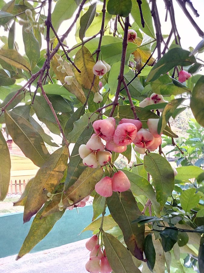 Jambu stock photo. Image of pink, jambu, colour, sweet - 140373614