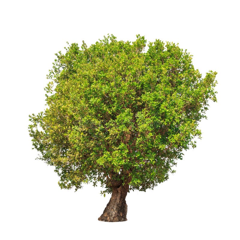 Jambul (Syzygium cumini) stock image. Image of growth - 29630969